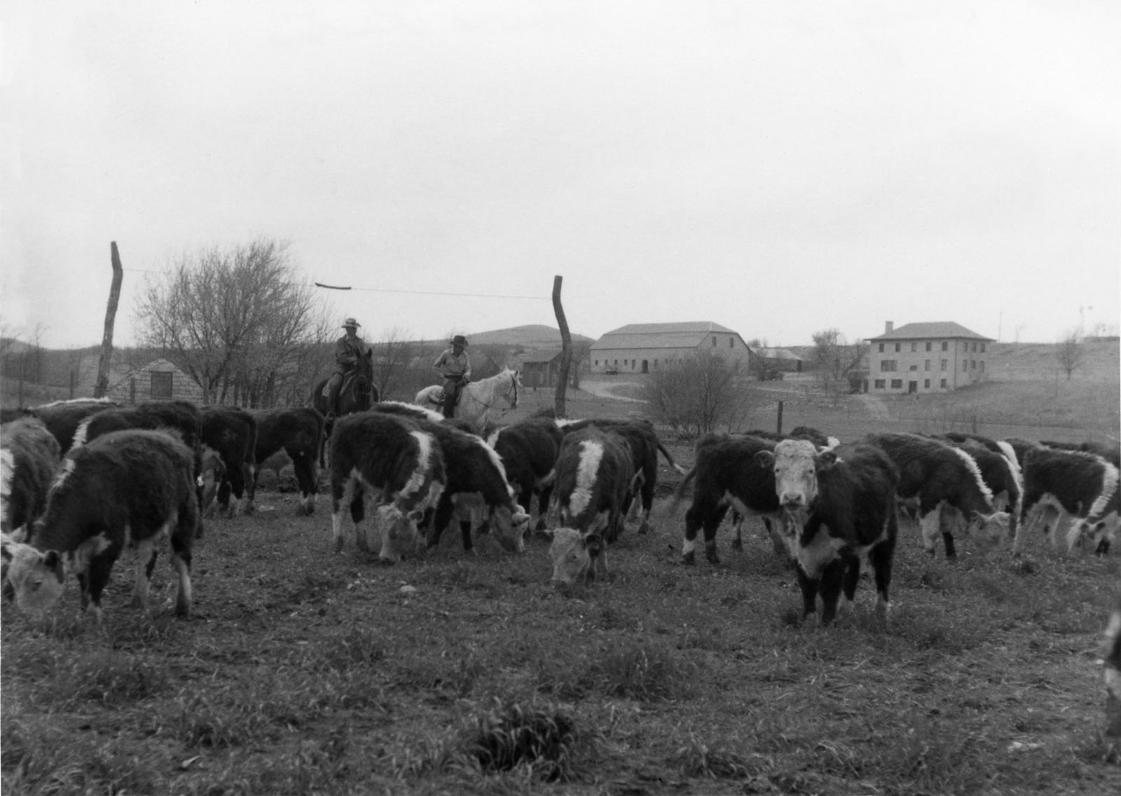 Ranching in the Flint Hills - Pioneer Bluffs
